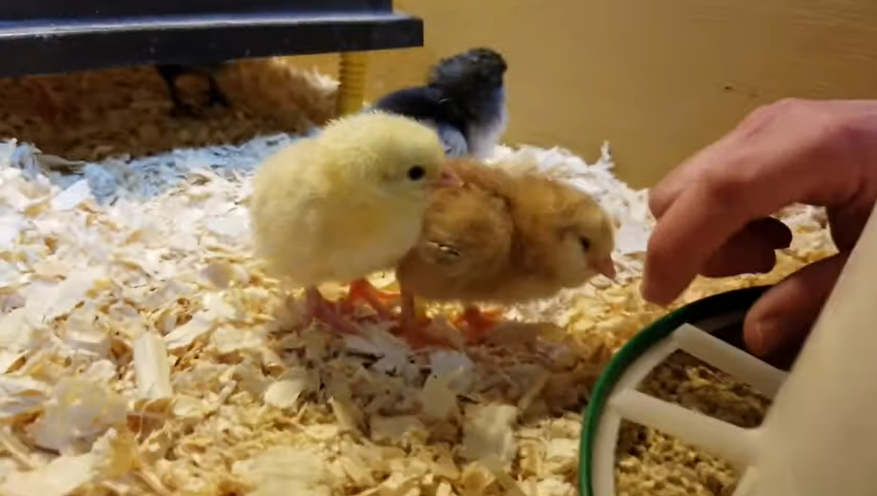 Egg Anatomy - Michigan Learning Channel