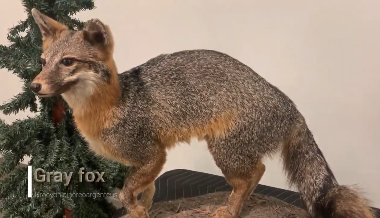 Foxes of Michigan - Michigan Learning Channel