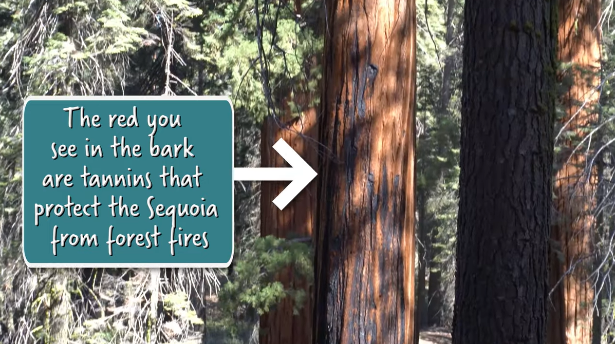 Tall Things Considered - Sequoia National Park - Michigan Learning Channel