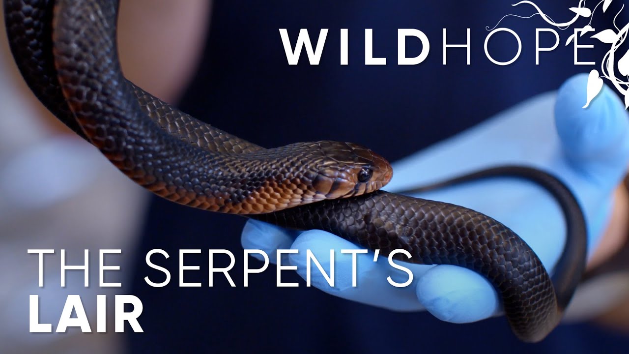 The Serpent’s Lair 2 - MLC
