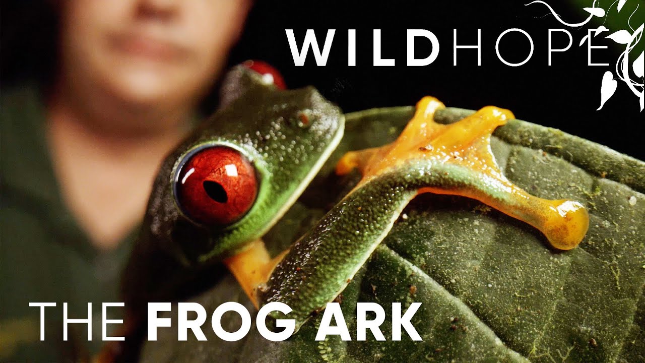 The Frog Ark - MLC