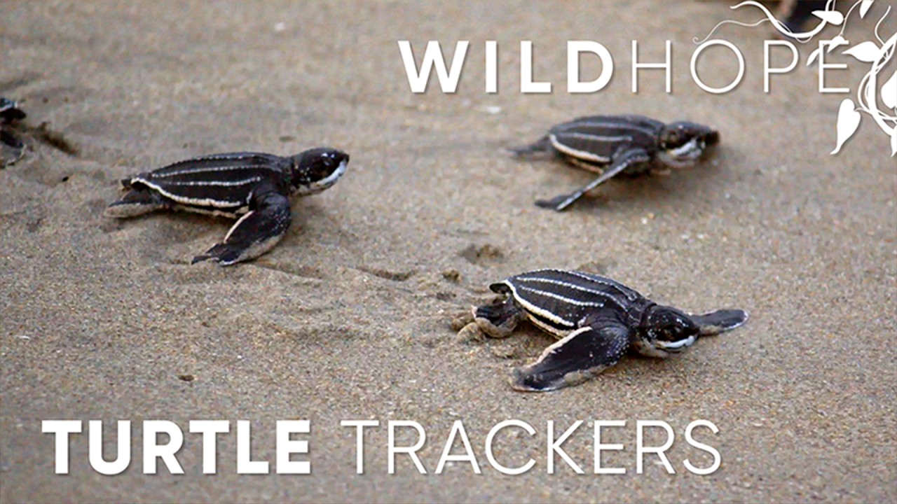 Turtle Trackers 2 - MLC